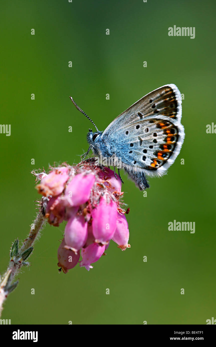 Male Silver-studded Blue (Plebejus argus) (Plebeius argus) butterfly ...