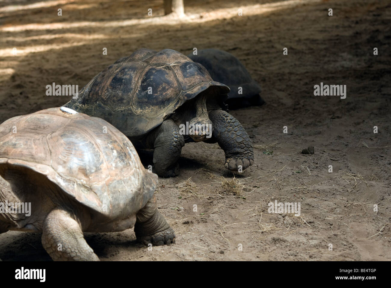 Mating season has begun Stock Photo - Alamy