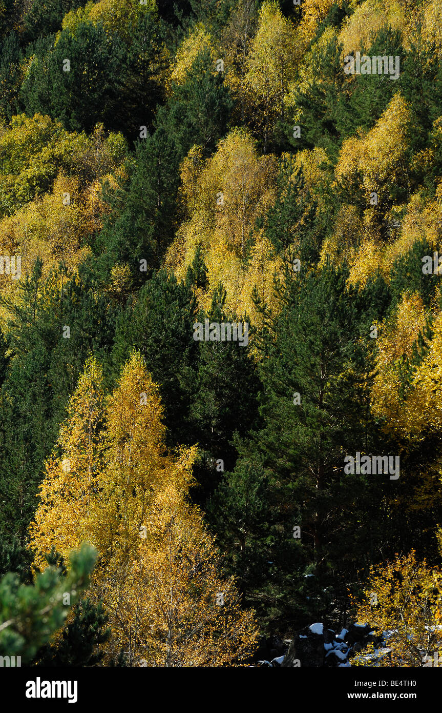 Forest in autumn. General landscape Stock Photo - Alamy