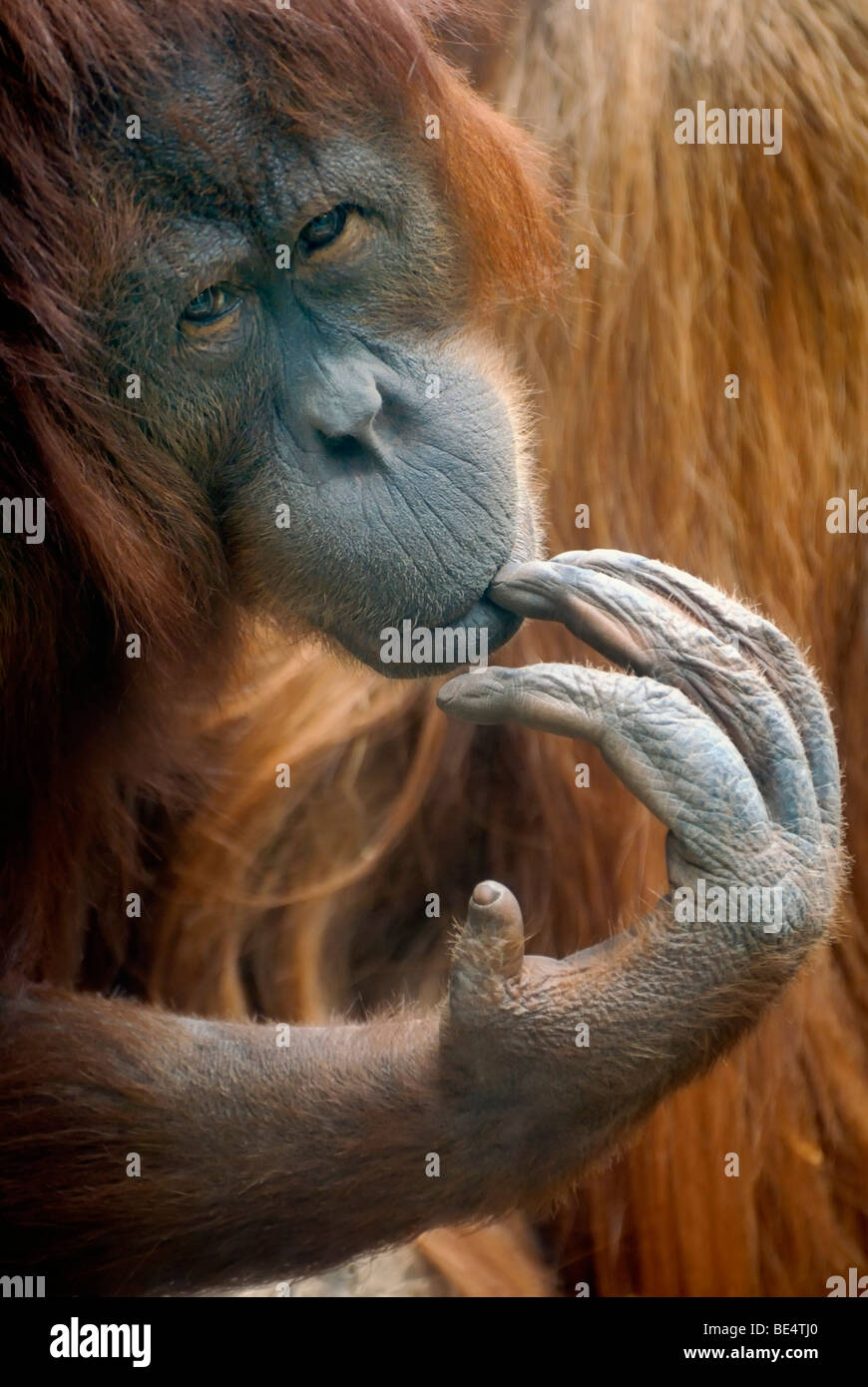 Close up female body parts hi-res stock photography and images - Alamy