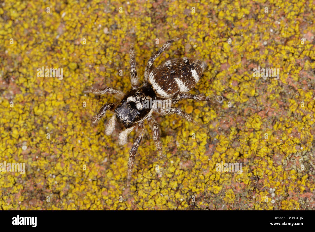 zebra jumping spider Salticus scenicus Stock Photo - Alamy