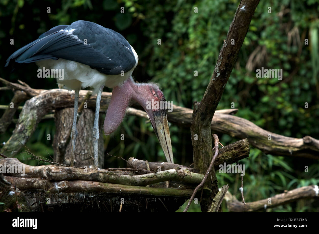 Just looking around Stock Photo - Alamy