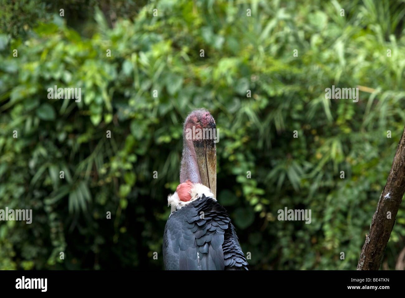 Just looking around Stock Photo - Alamy
