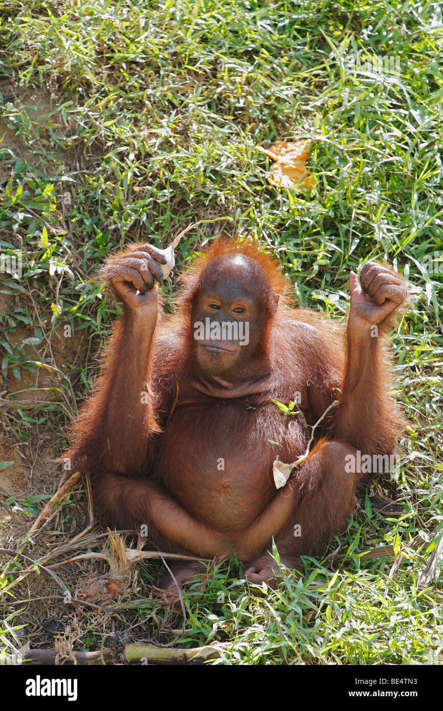 Ein sitzender affe hi-res stock photography and images - Alamy