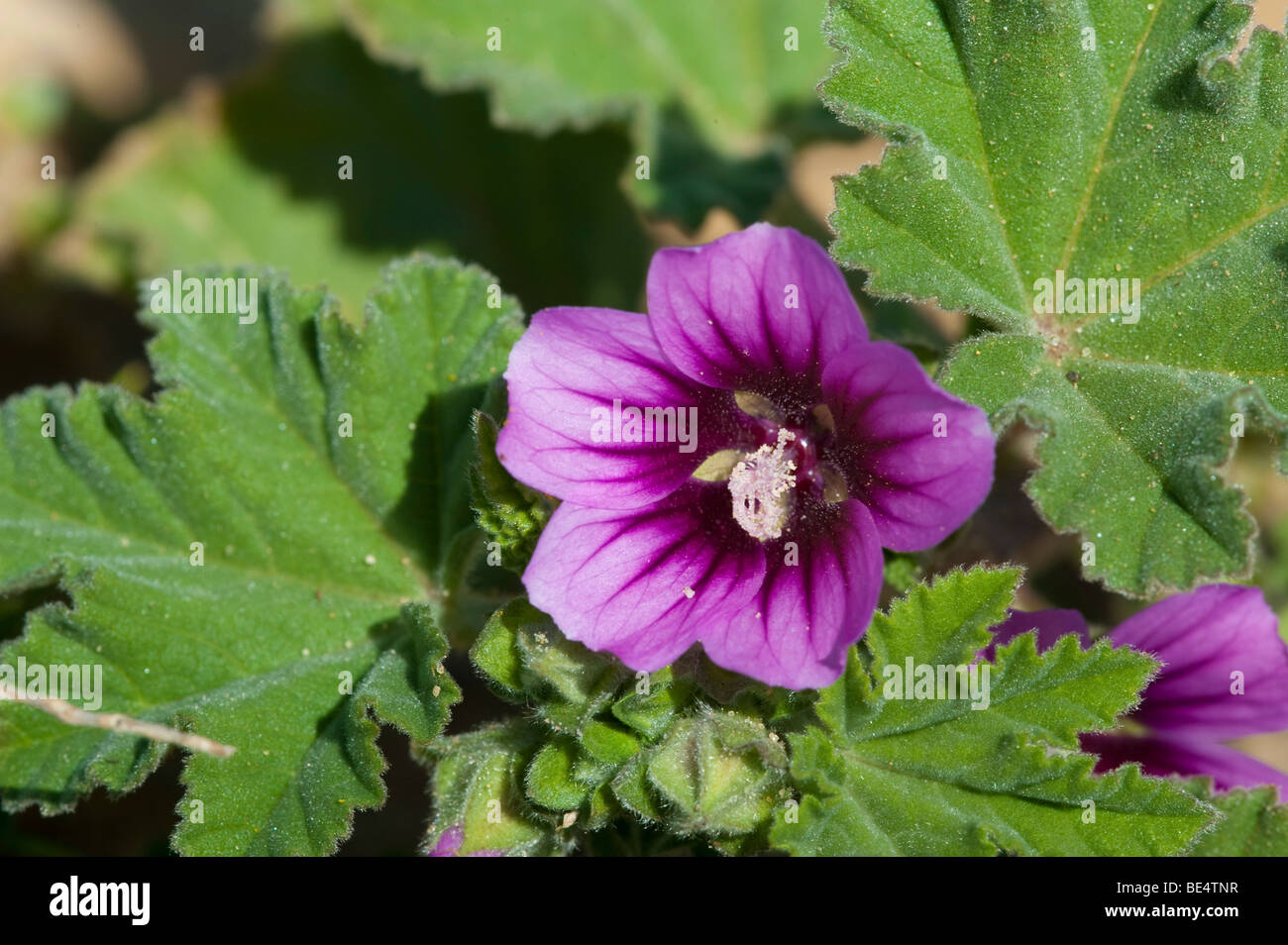 Sea Mallow (Lavertera maritima Stock Photo - Alamy