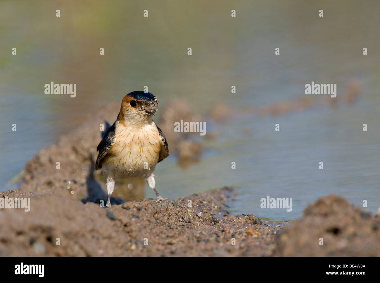 Red-rumped swallow (Hirundo daurica Stock Photo - Alamy