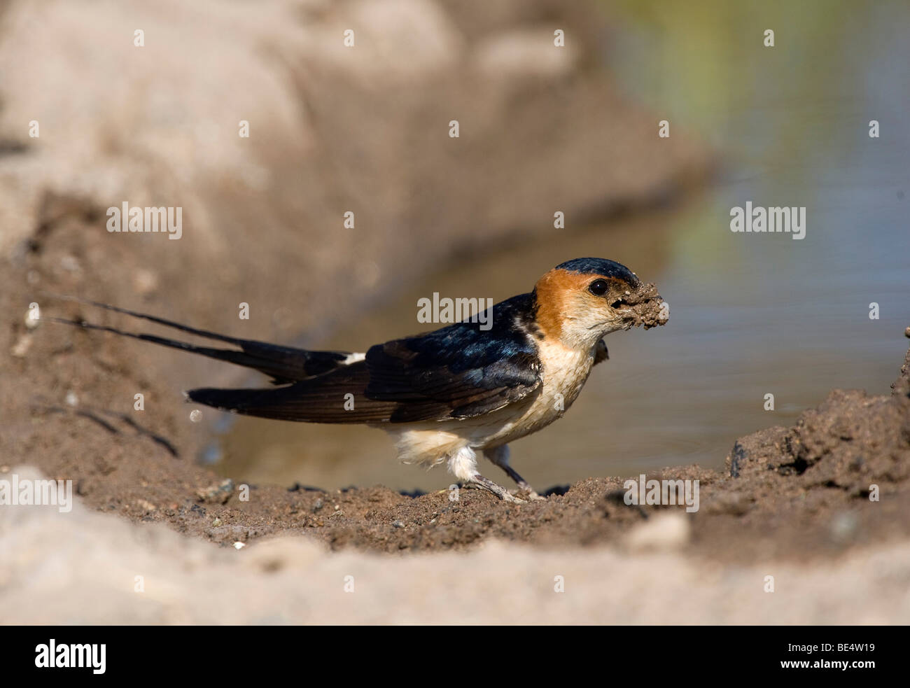 Daurica hi-res stock photography and images - Alamy