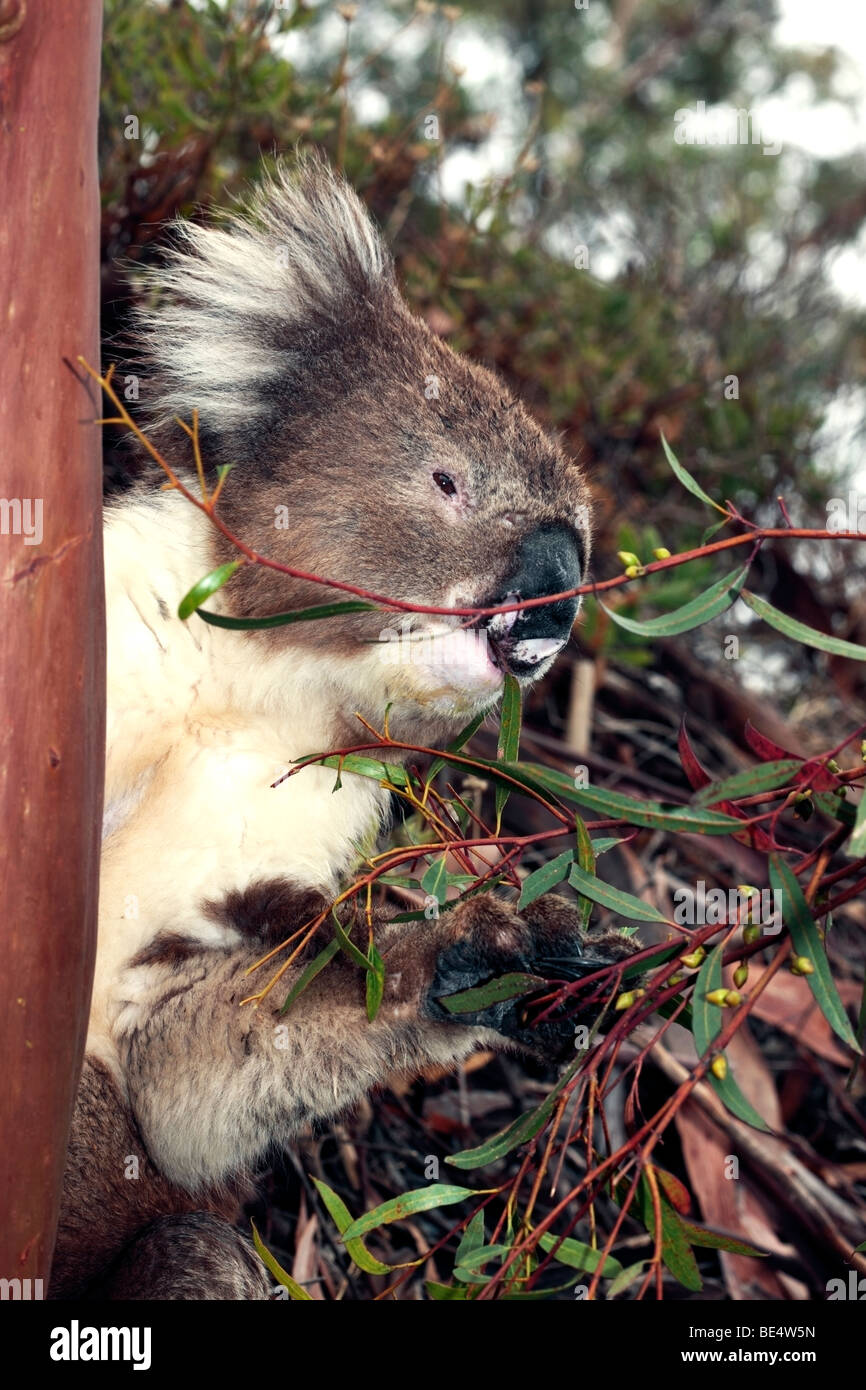 Close-up of Koala eating Eucalyptus leaves- Phascolarctus cinereus ...