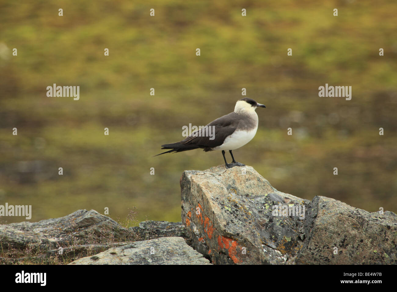 Arctic Skua resting on a rock in Svalbard Stock Photo - Alamy
