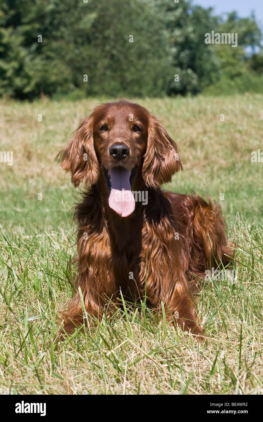 Irish Setter, male, lying on a lawn Stock Photo - Alamy