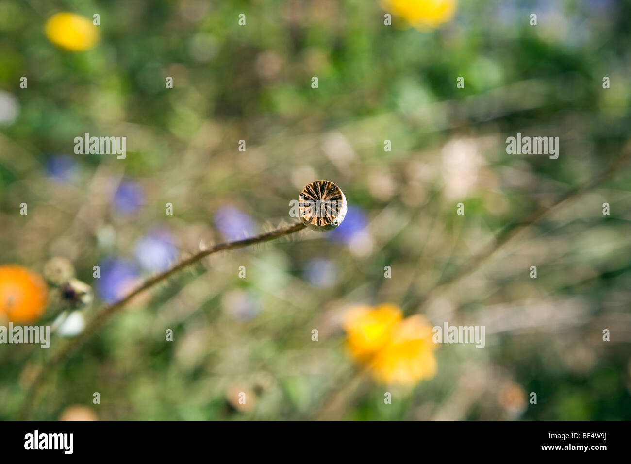 mature poppy crowning in autumn garden (Selb, Fichtelgebirge, Bavaria ...