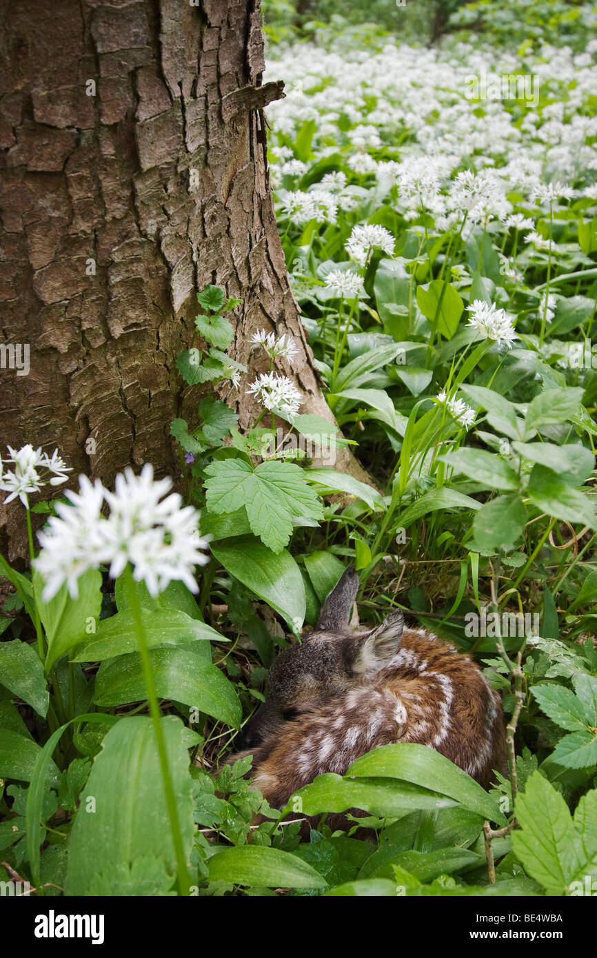 Roe deer fawn hi-res stock photography and images - Alamy