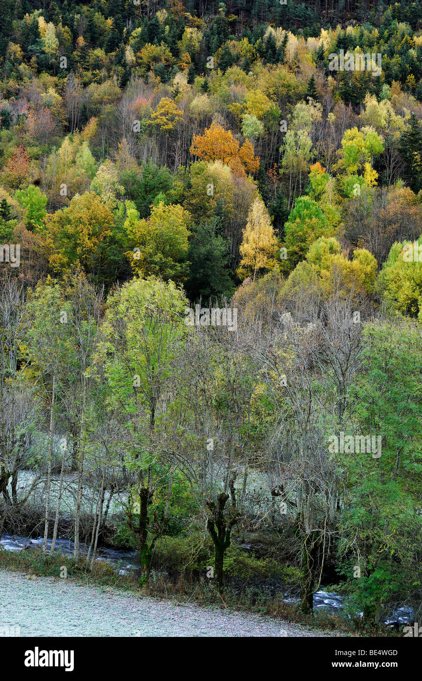 Forest in autumn. General landscape Stock Photo - Alamy