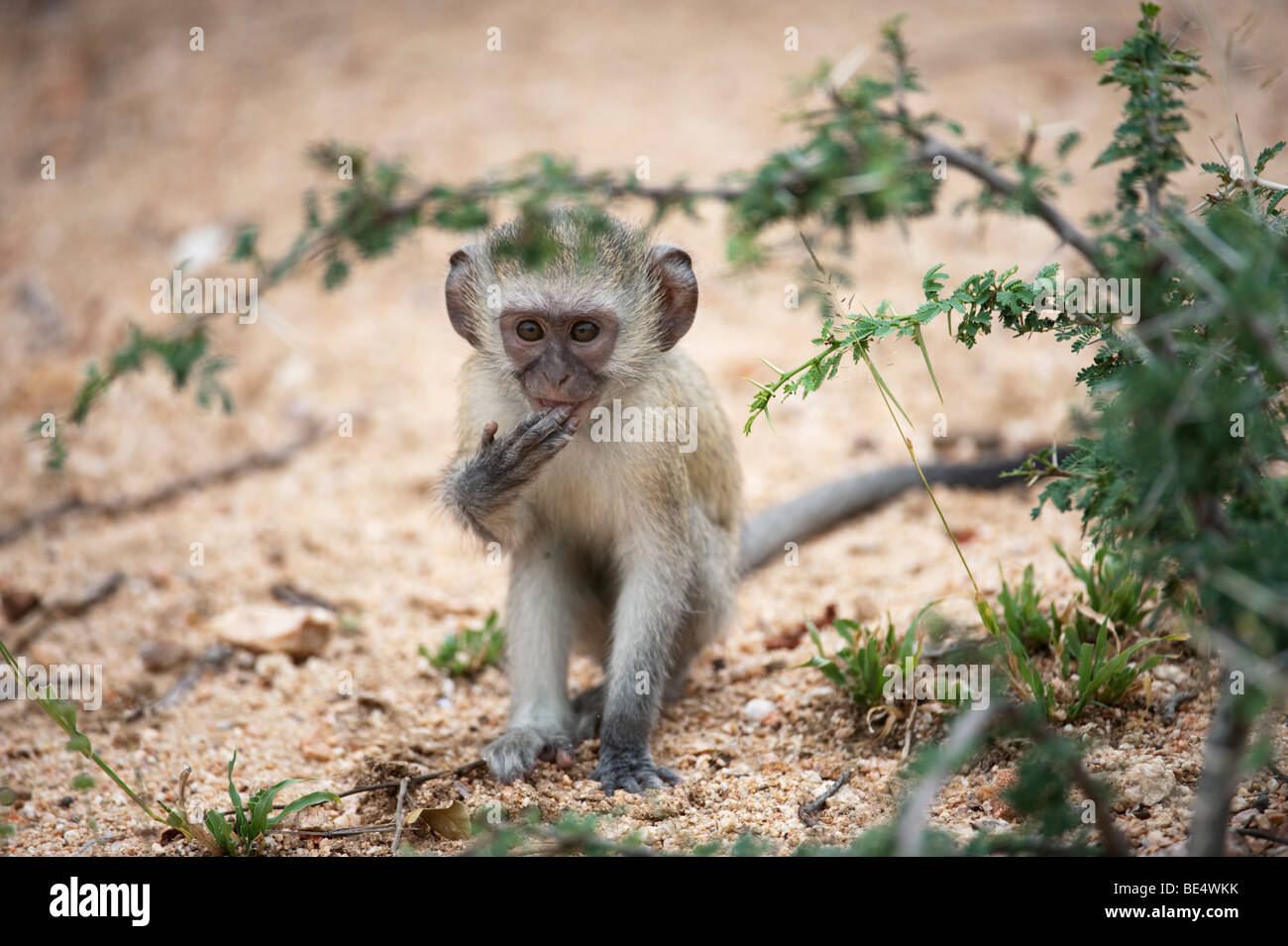 Male vervet monkey hi-res stock photography and images - Alamy