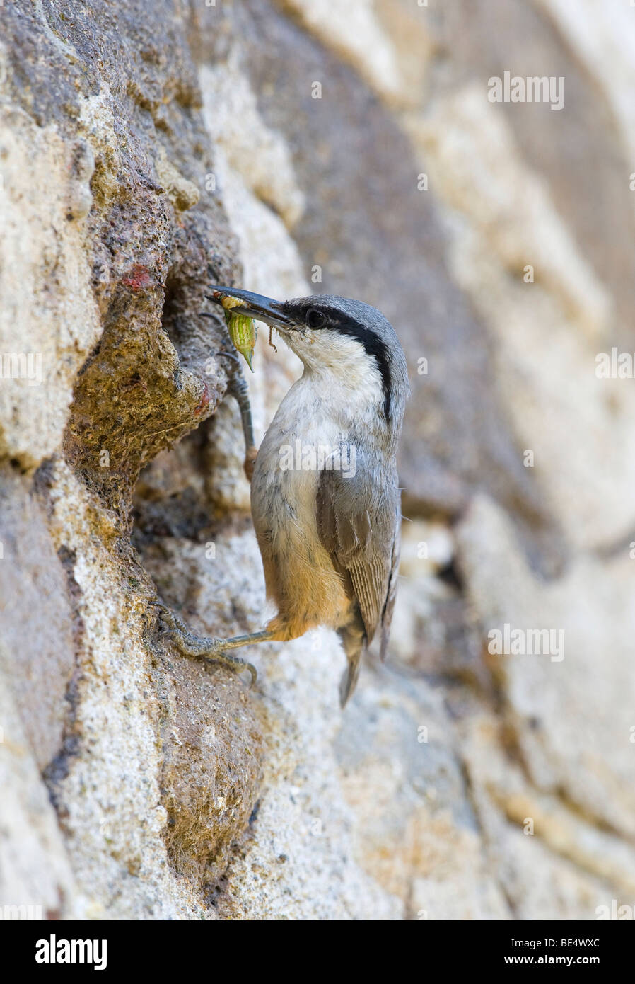 Western Rock Nuthatch (Sitta neumayer Stock Photo - Alamy