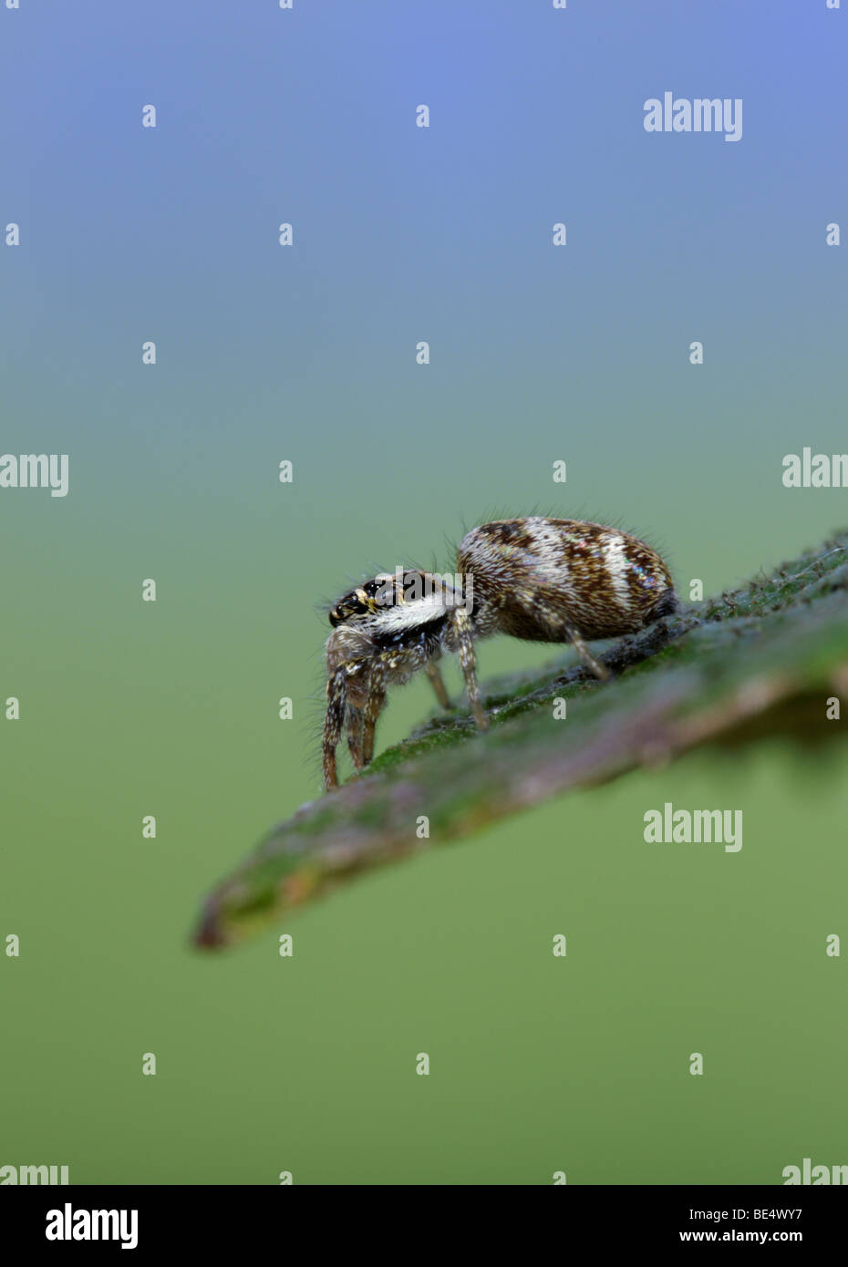 zebra jumping spider Salticus scenicus Stock Photo - Alamy