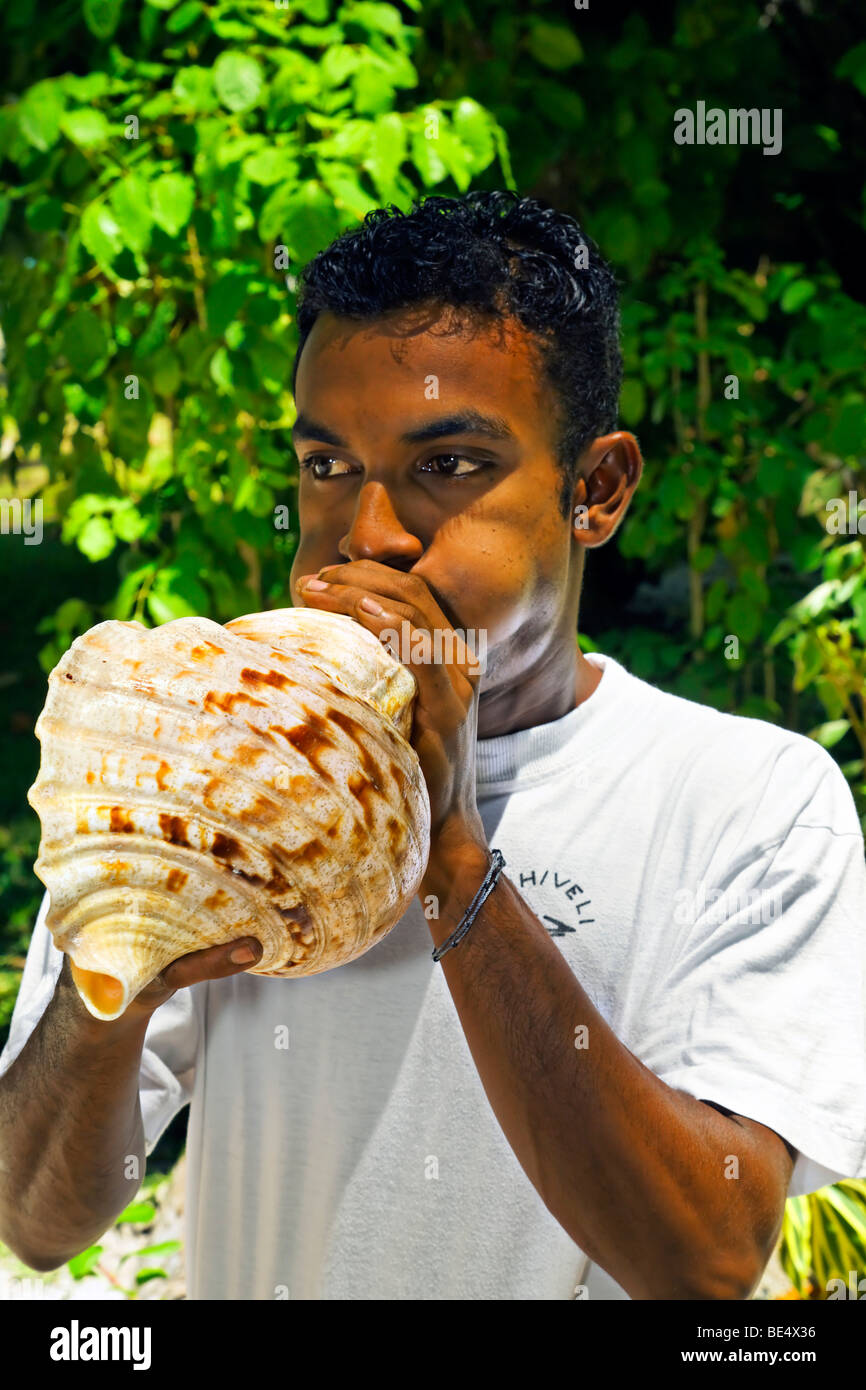 Maldivian blowing Triton's trumpet shell, Maldive island, South Malé ...