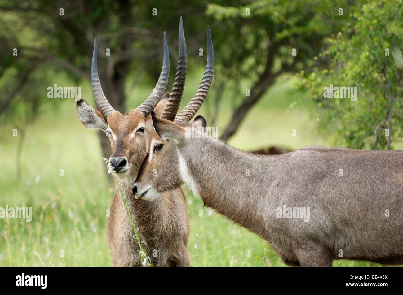 Common waterbuck (Kobus ellipsiprymnus ellipsiprymnus), Kruger National ...