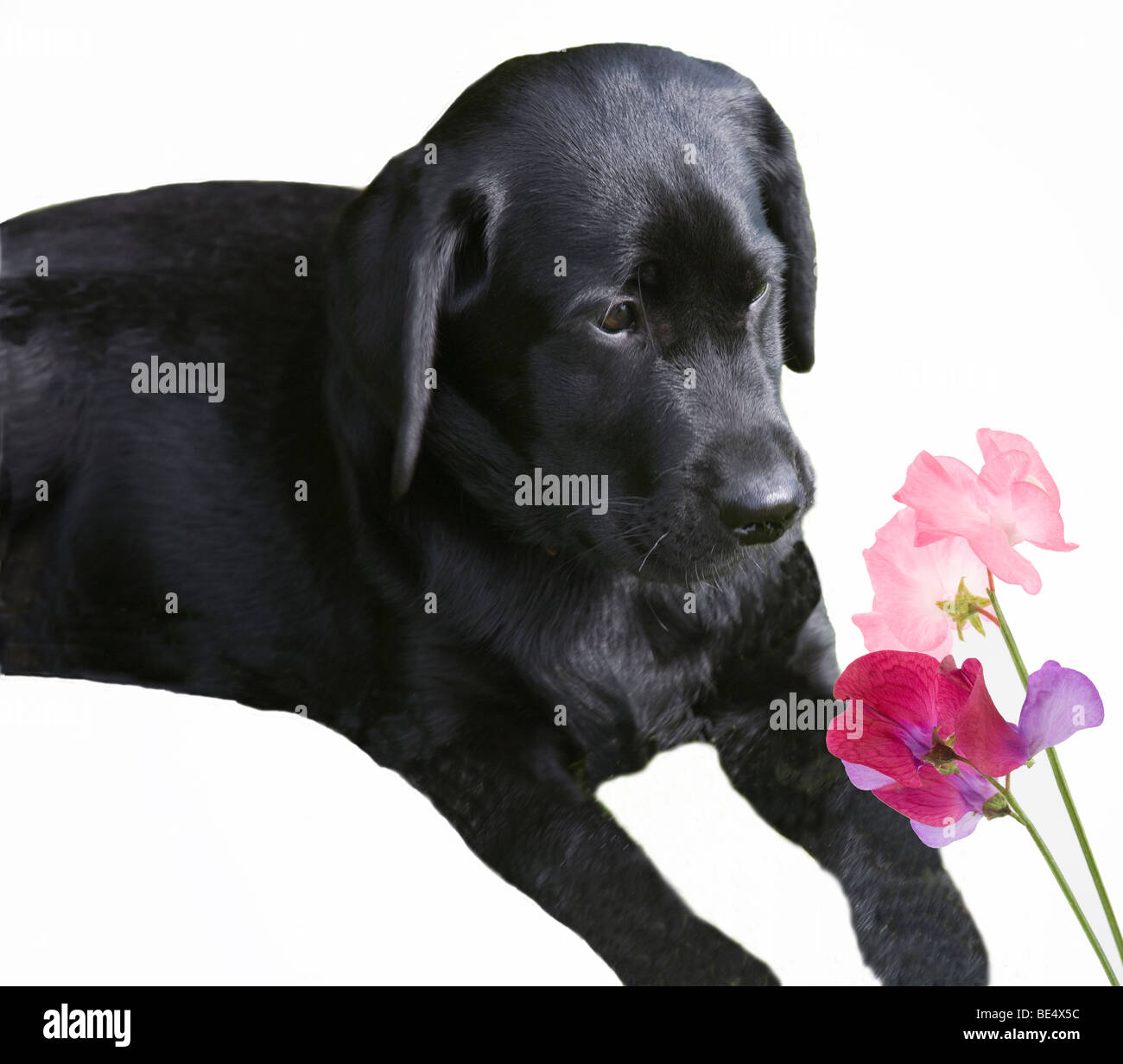 Puppy sniffing flowers hi-res stock photography and images - Alamy