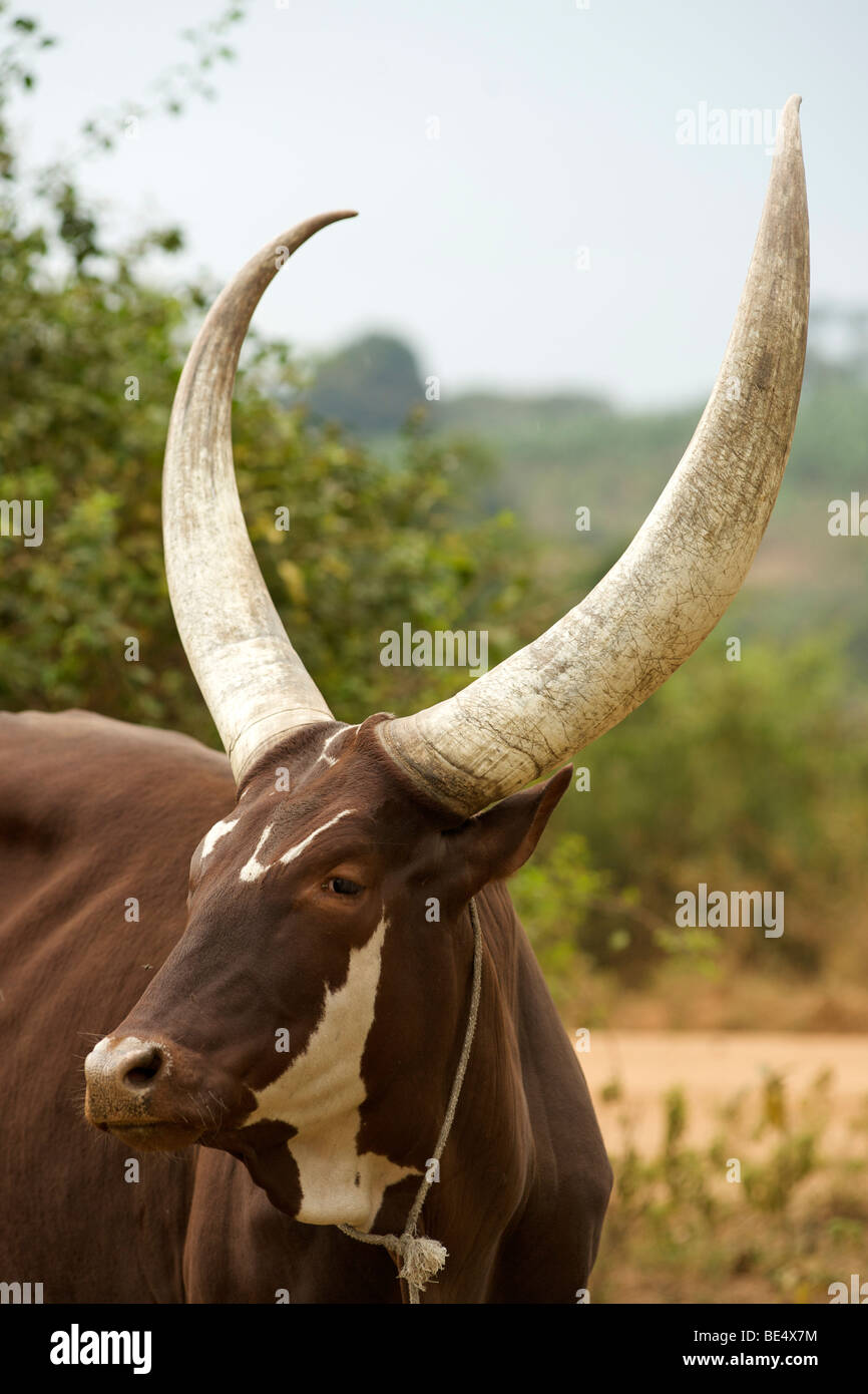 Ankole cattle in western Uganda Stock Photo - Alamy