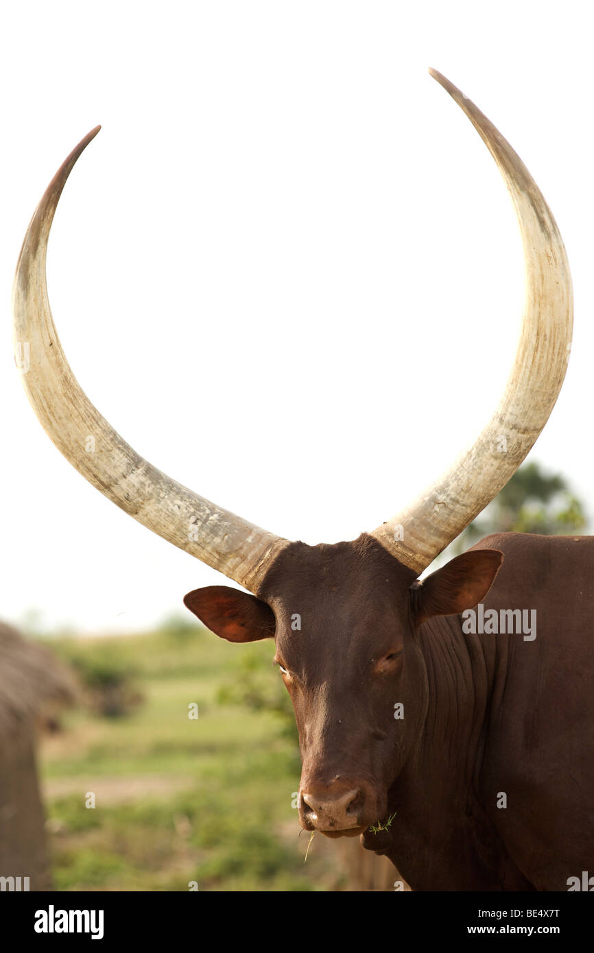 Ankole bull in the Kabwoya wildlife reserve in western Uganda Stock ...