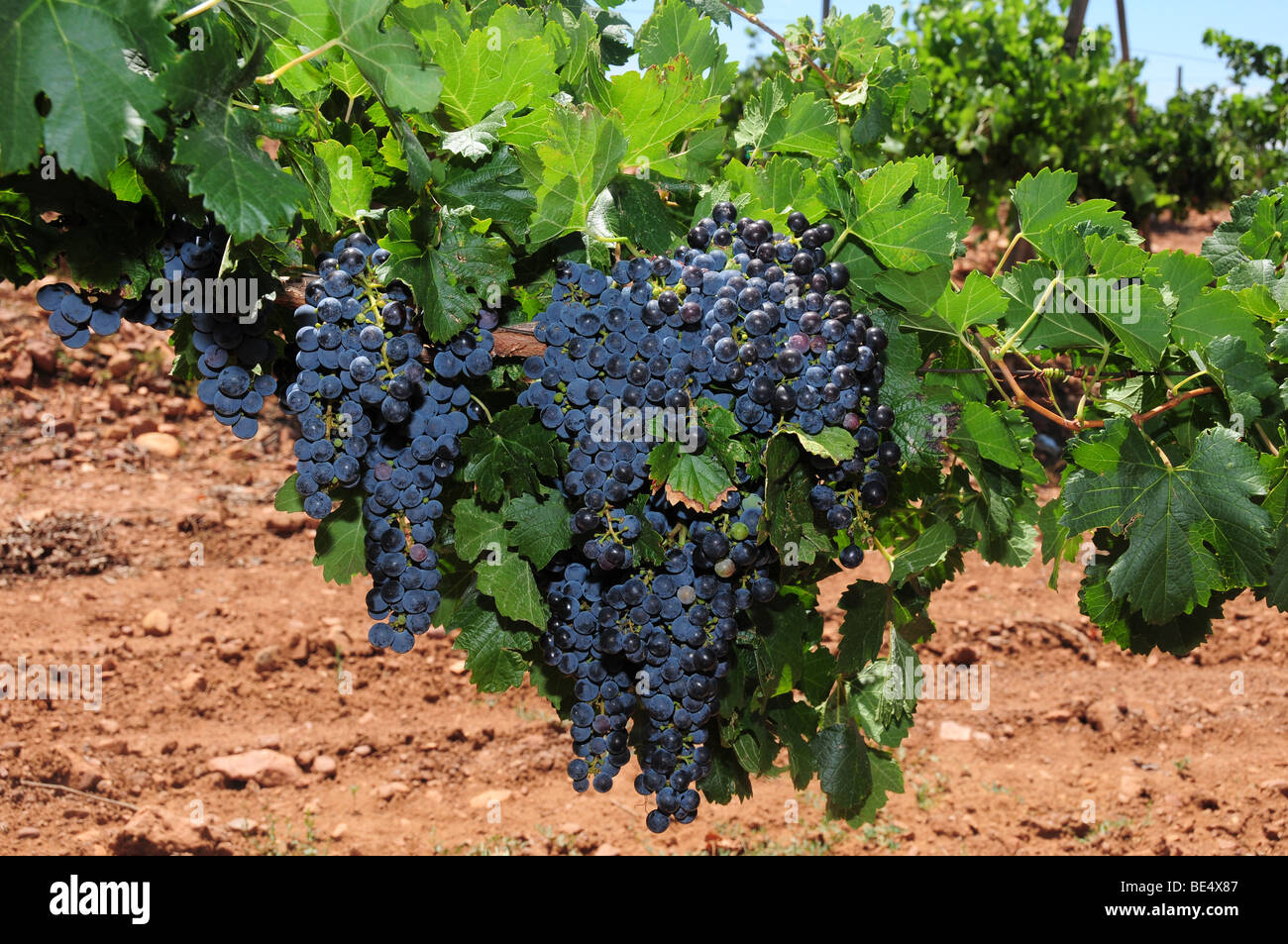Merlot grapes grow at Sonoita Vineyards in Elgin, Arizona, USA Stock ...