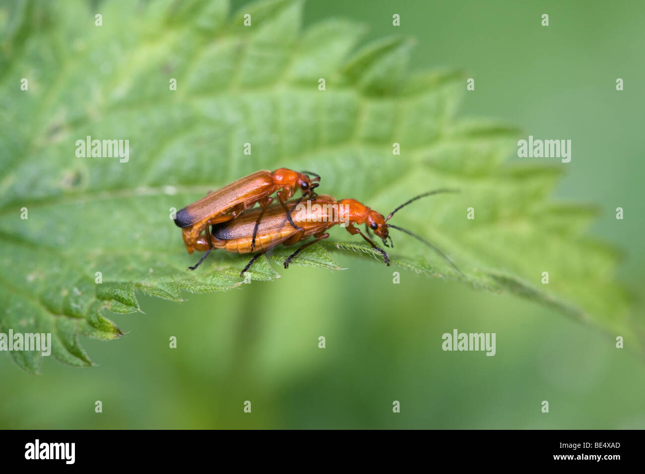 Soldier Beetle Rhagonycha fulva an adult pair mating Stock Photo - Alamy