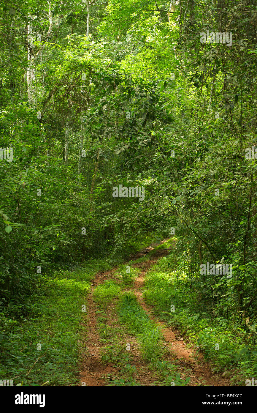 Dirt road through the Budongo Forest Reserve in Uganda Stock Photo - Alamy