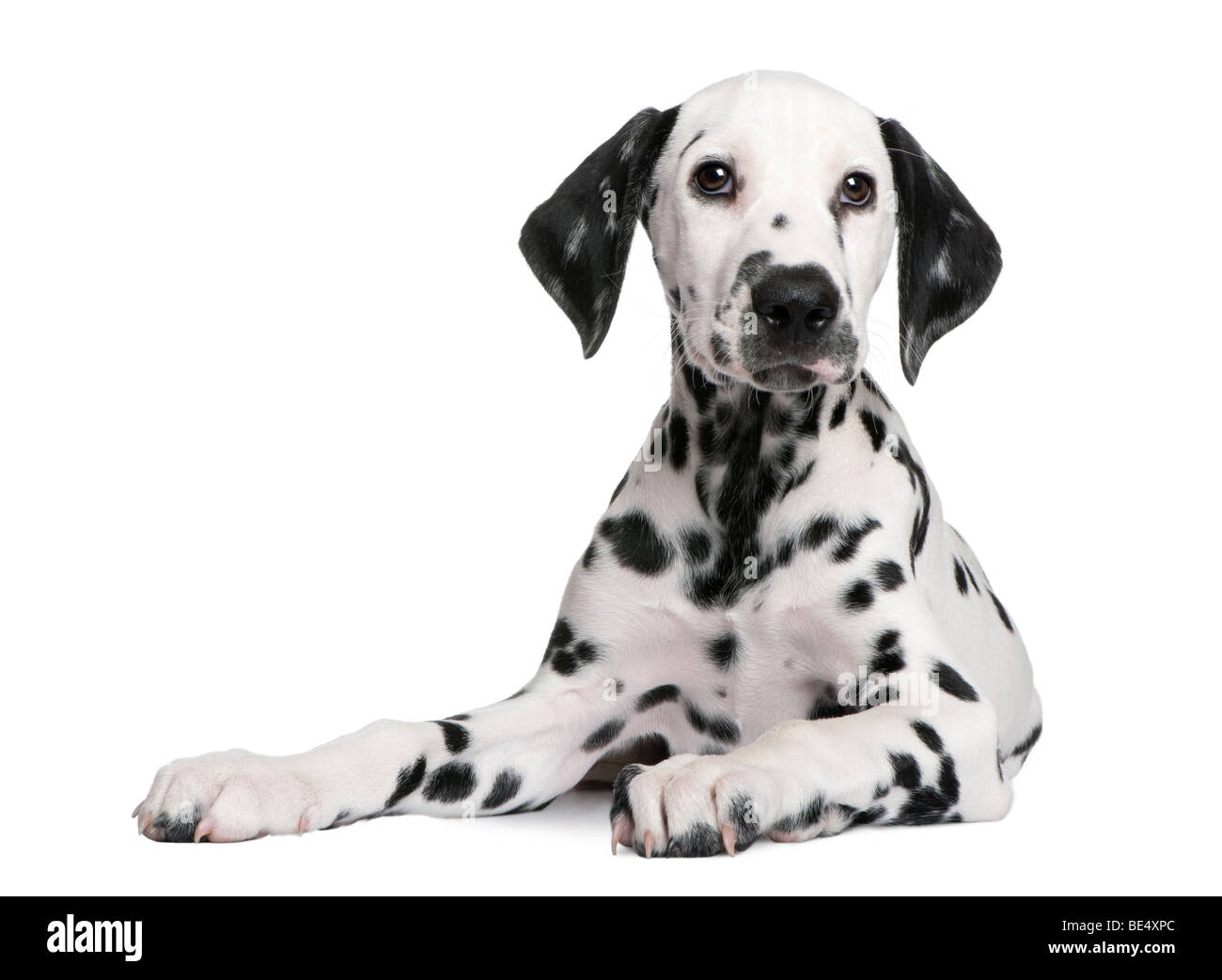 White dalmatian puppy Cut Out Stock Images & Pictures - Alamy