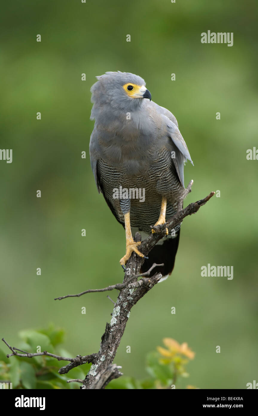African harrier hawk, Polyboroides typus, Kruger National Park, South ...