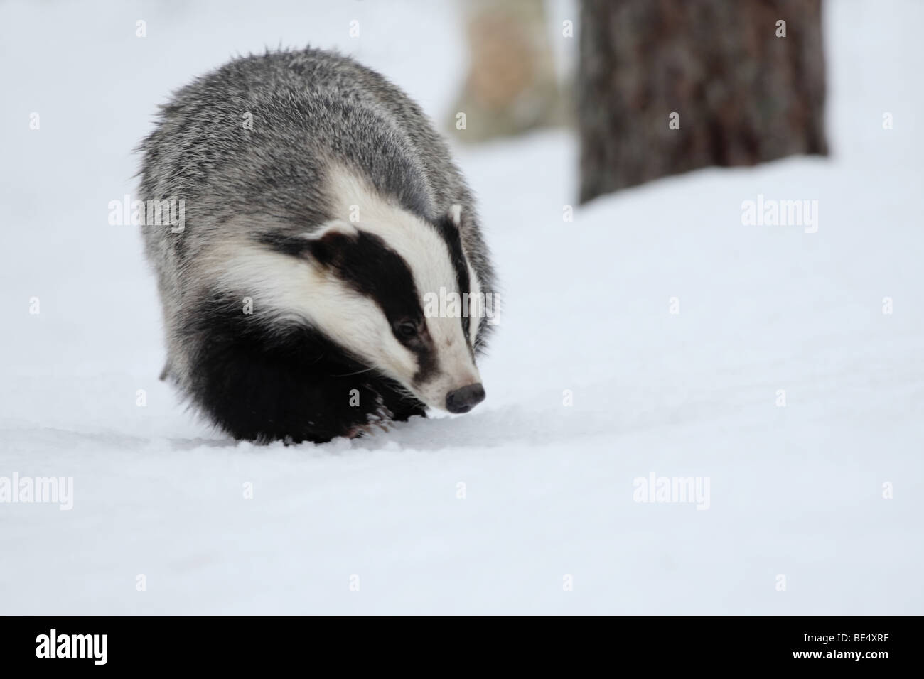 Badgers in the snow hi-res stock photography and images - Alamy