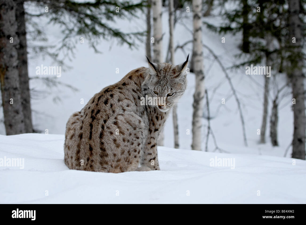 A lynx hunting in the snow Stock Photo - Alamy