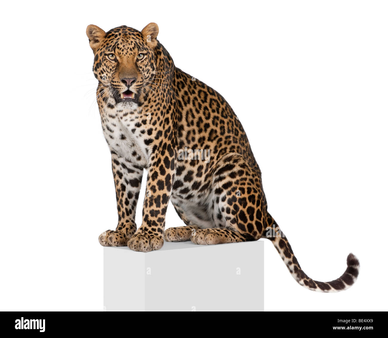 Portrait of leopard, Panthera pardus, on pedestal against white ...