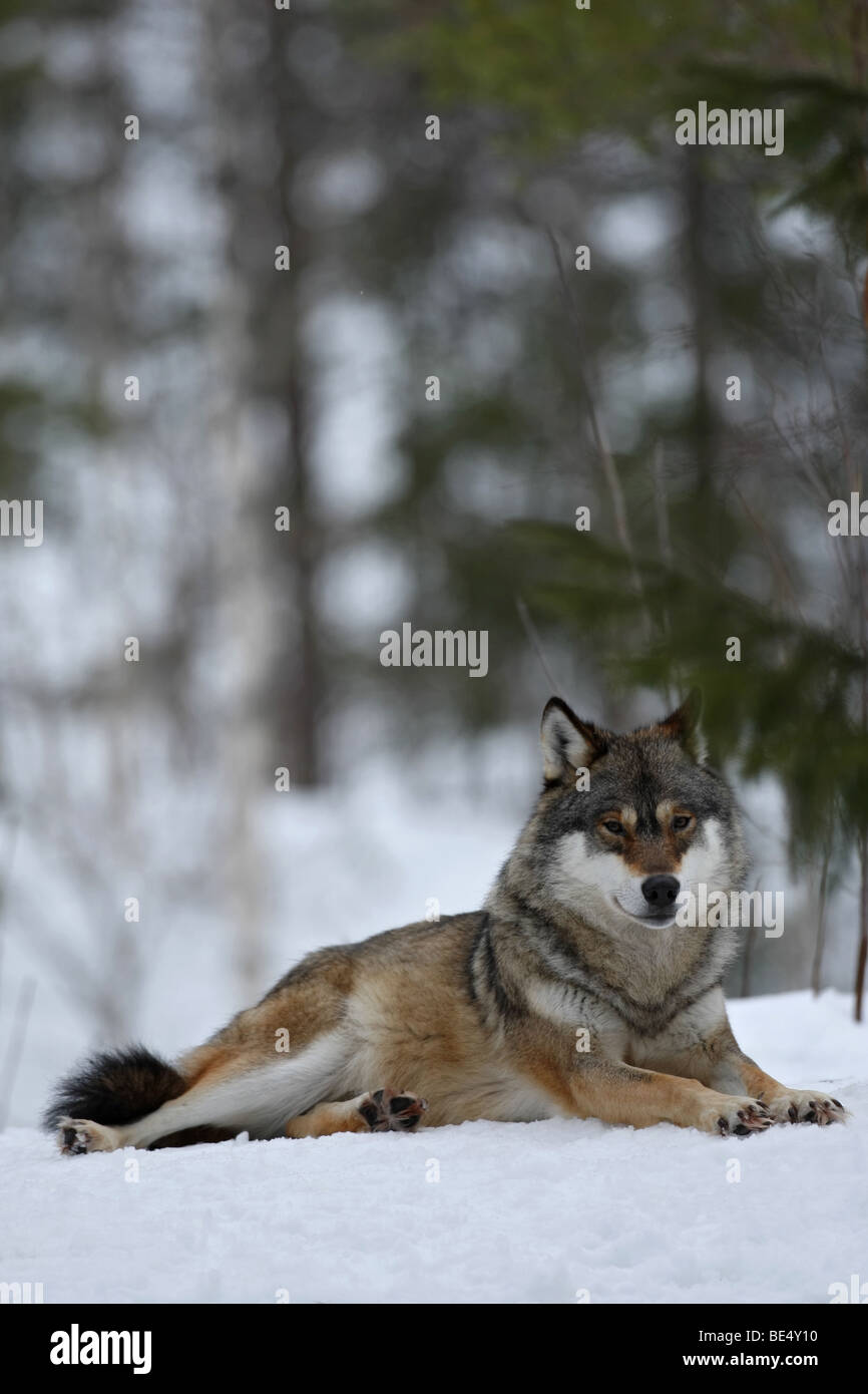 Grey timber wolf hi-res stock photography and images - Alamy