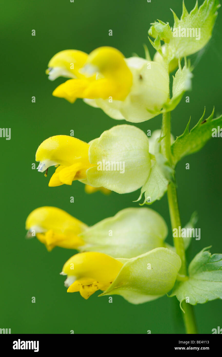 Yellow Rattle (Rhinanthus minor Stock Photo - Alamy