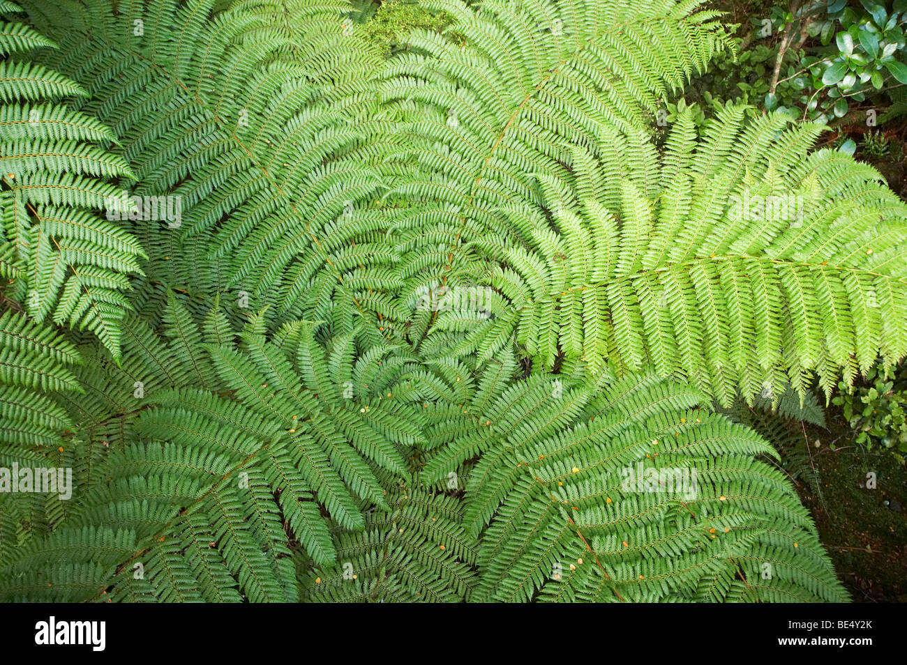 Tree Fern (ponga), Milford Sound, Fiordland National Park, South Island ...