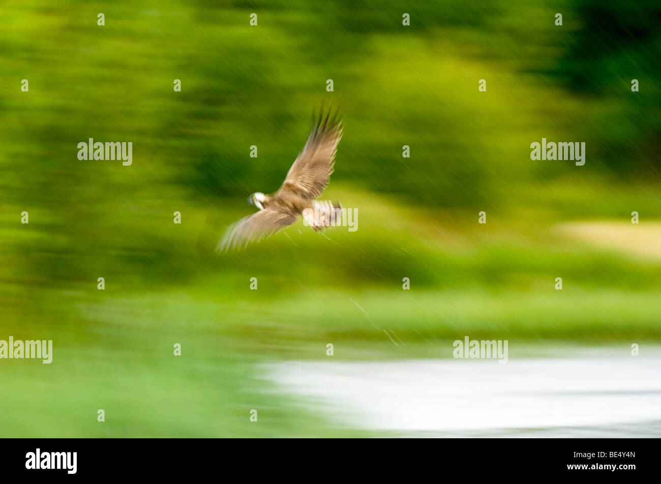 Osprey, Pandion haliaetus, adult flying from a lake in falling rain ...