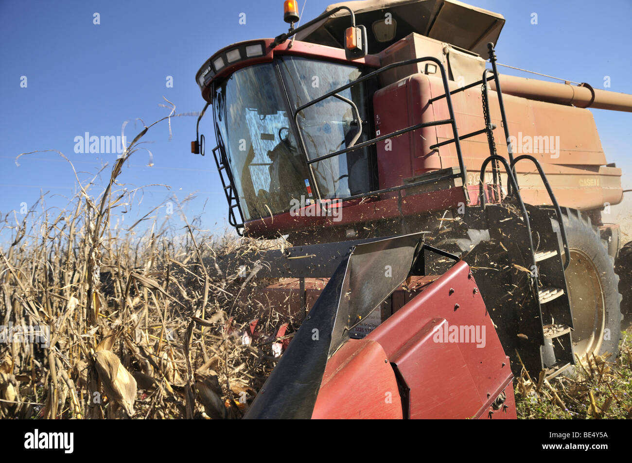Combine harvests corn close up hi-res stock photography and images - Alamy