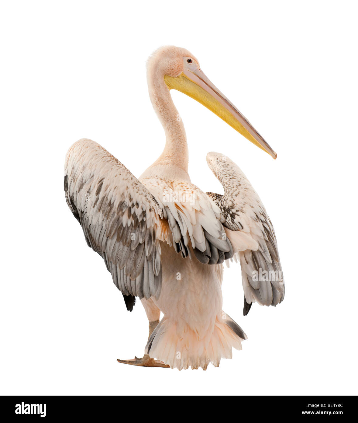 Side view of pelican Cut Out Stock Images & Pictures - Alamy