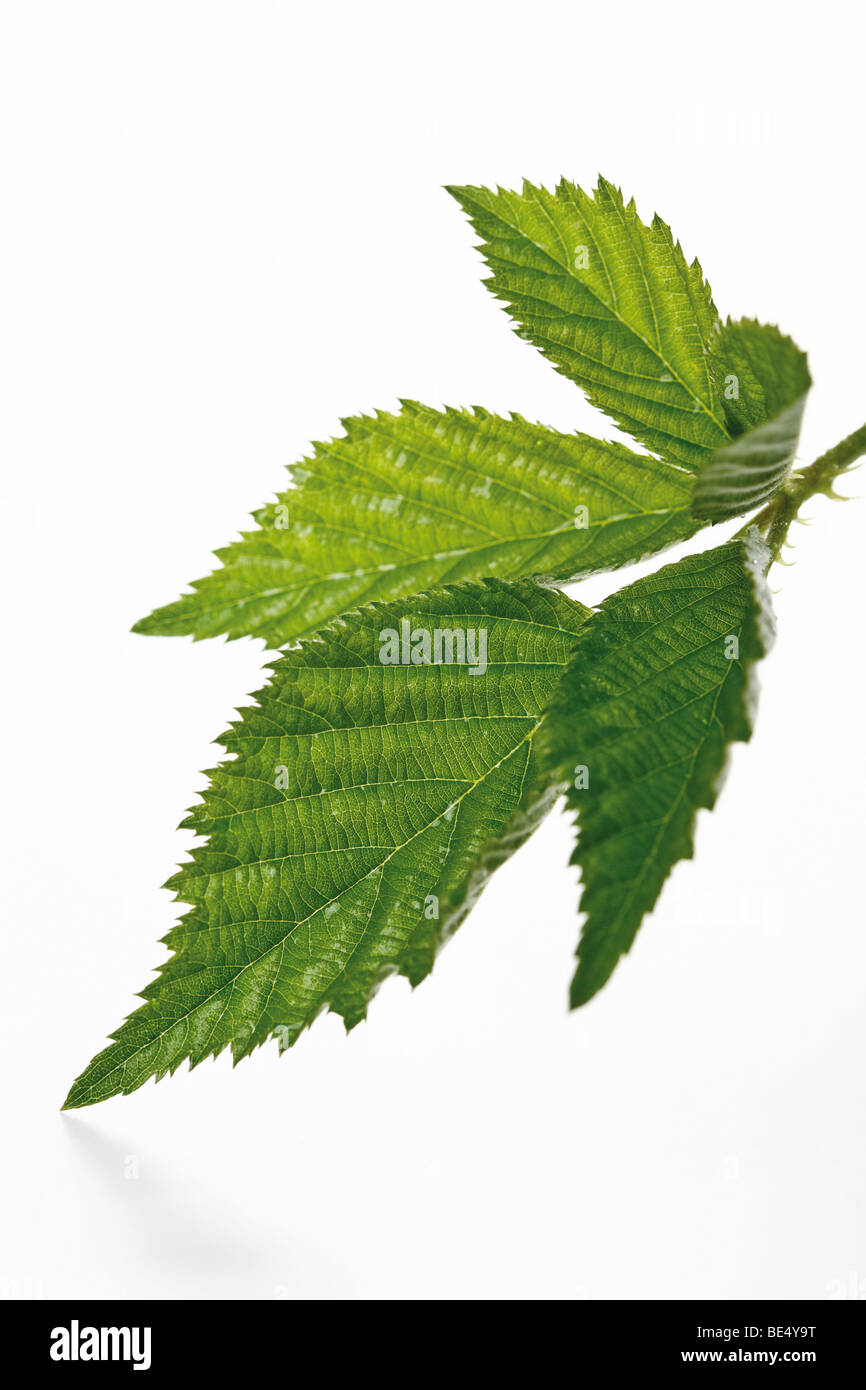 Raspberry and leaves hi-res stock photography and images - Alamy