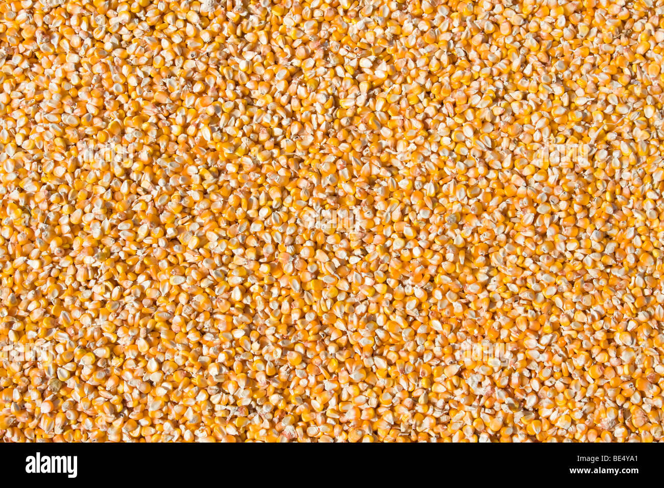 Sweet corn grain kernels detailed background Stock Photo - Alamy