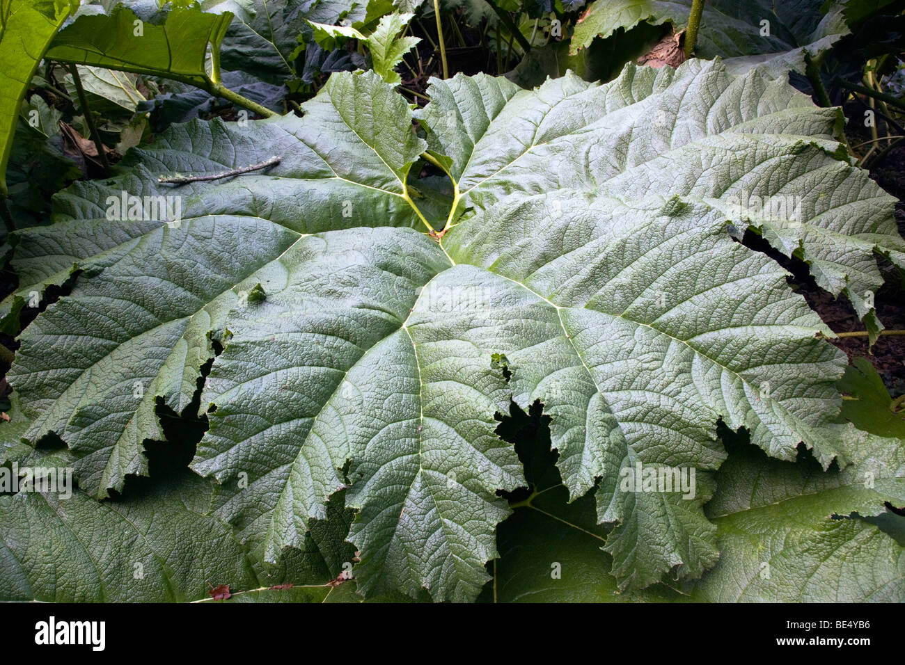 Gunnera hi-res stock photography and images - Alamy