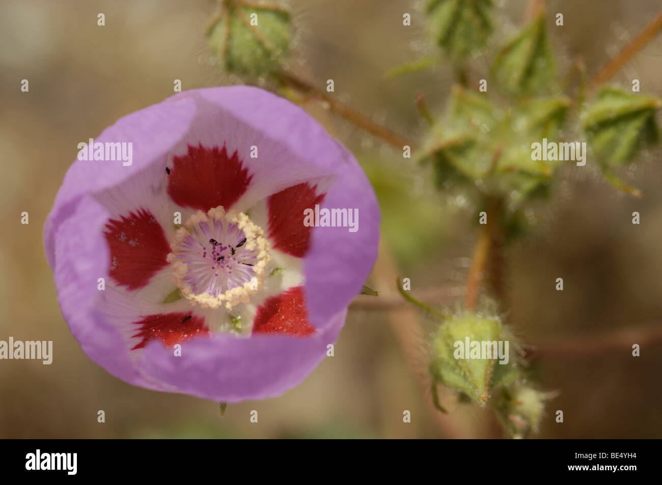Desert five-spot (Eremalche rotundifolia Stock Photo - Alamy