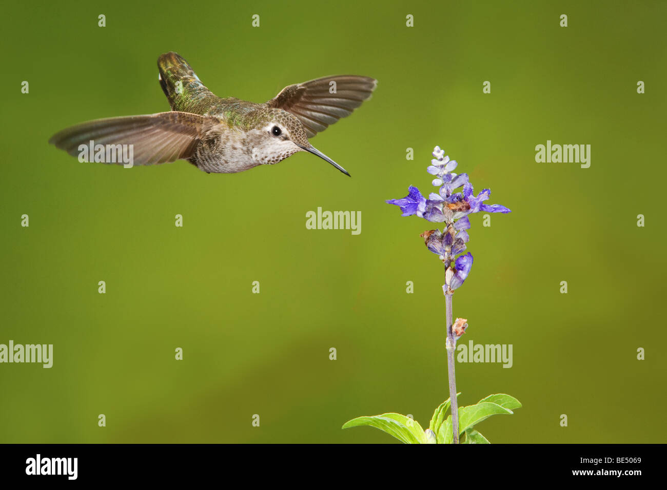 Female Anna Hummingbird High Resolution Stock Photography and Images ...