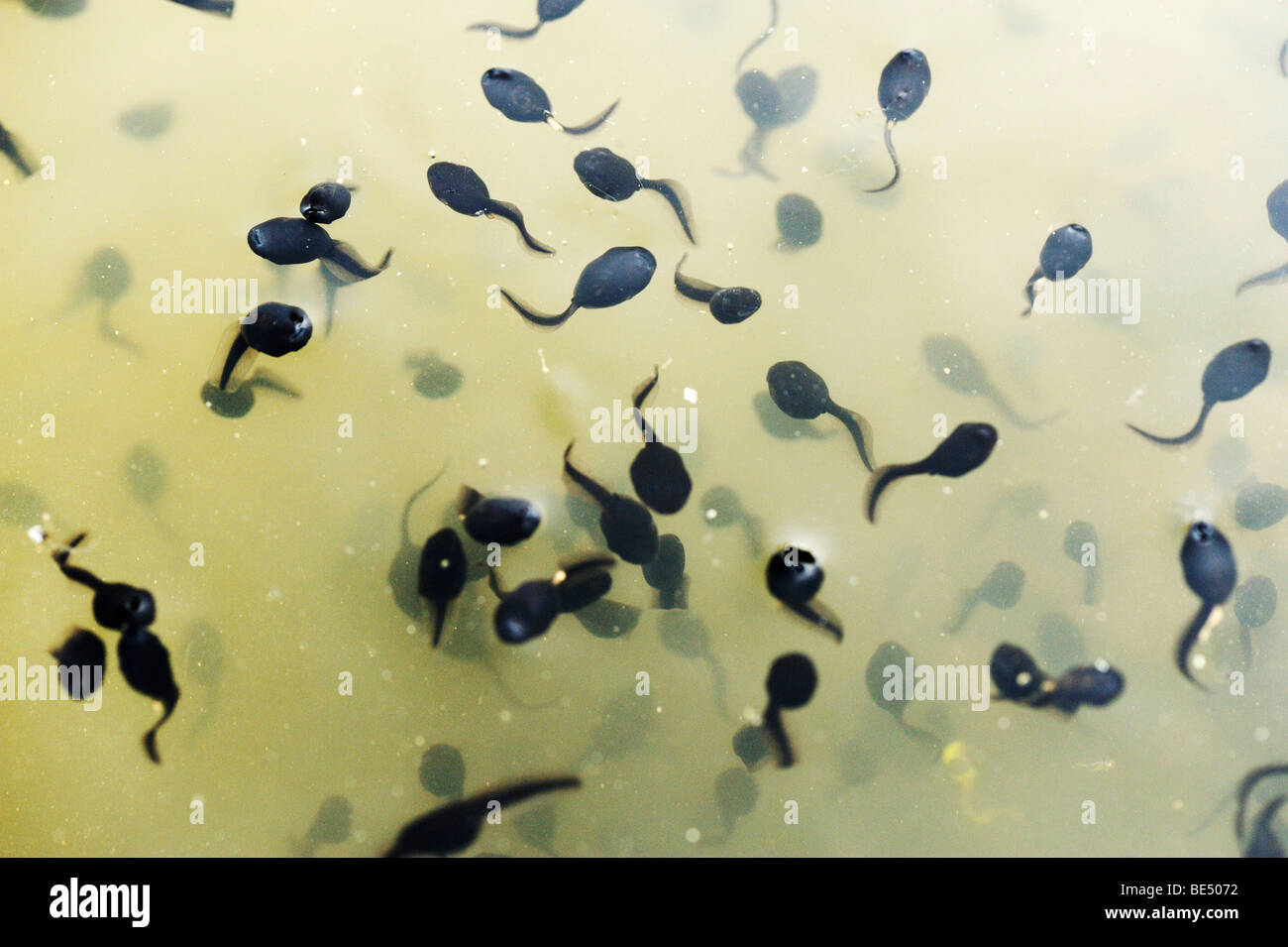 Tadpoles, larvae of a frog Stock Photo: 25925510 - Alamy