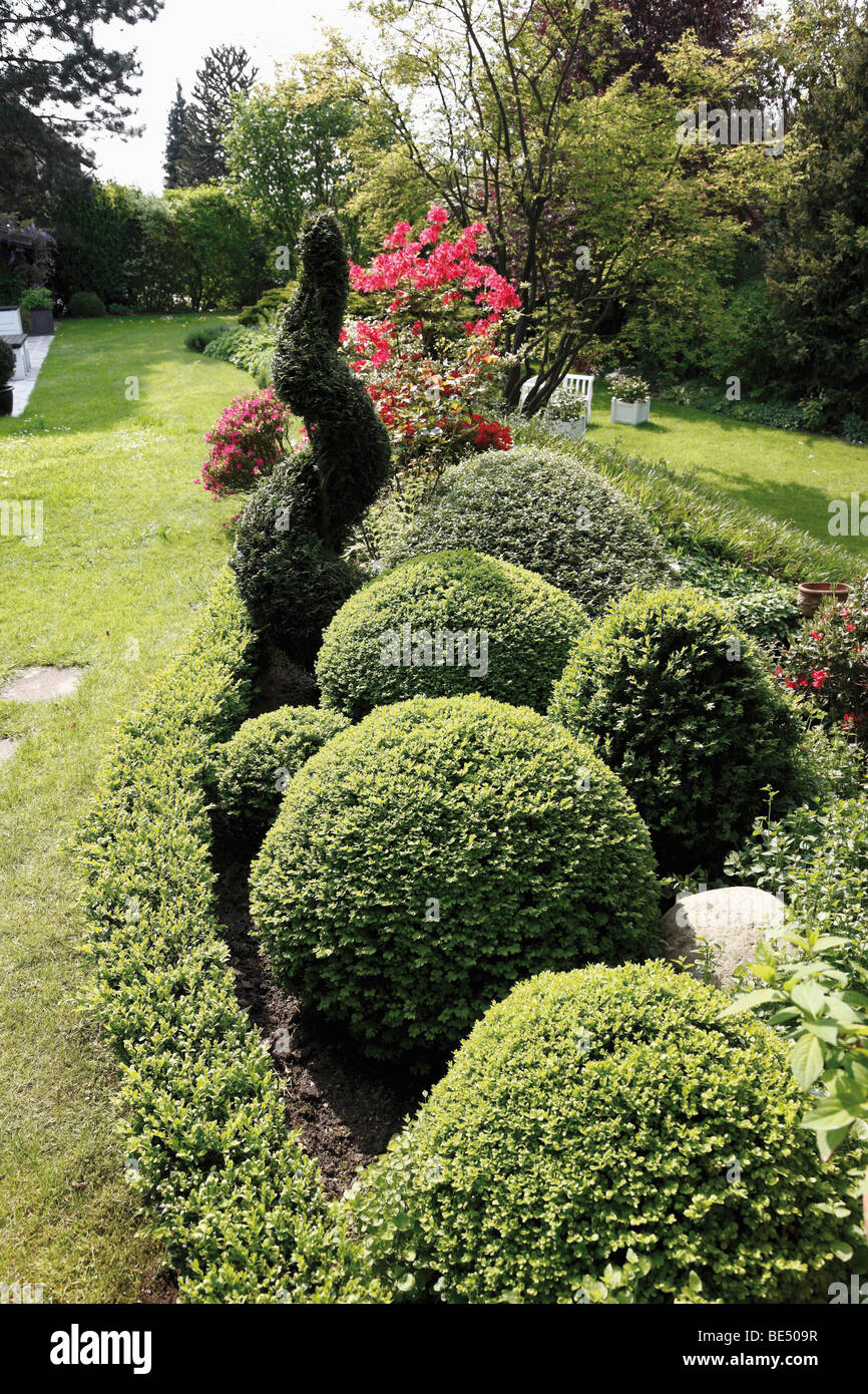 Boxwood trees in garden Stock Photo - Alamy