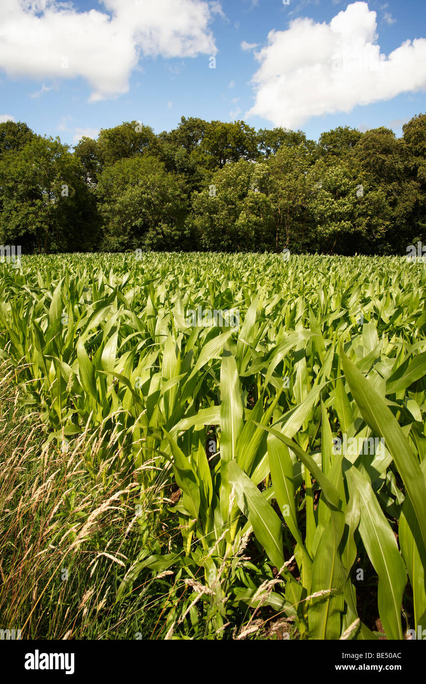 maize plants growing against blue sky Stock Photo - Alamy
