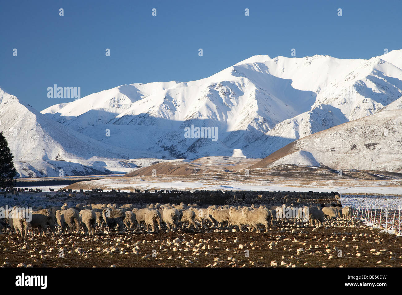 Mob of Sheep, Swede Crop and Taylor Range, Canterbury, South Island ...
