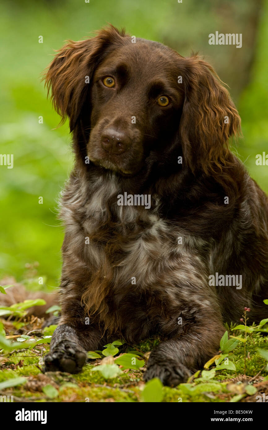 Dog - Small Munsterlander (Kleiner Munsterlander) - Portrait -Wisconsin ...
