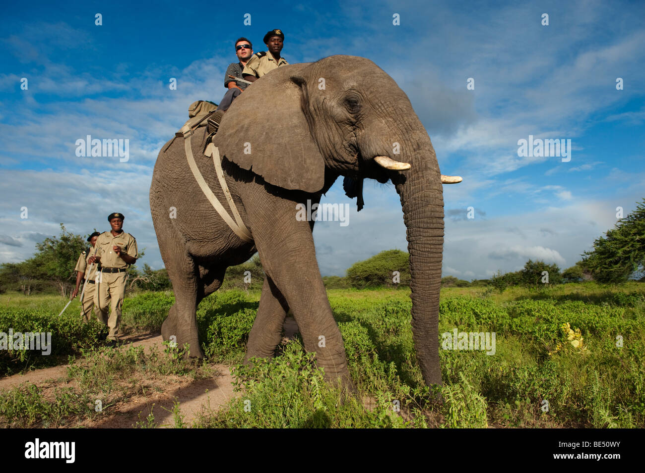 Elephant Back Safari, Kapama Game Reserve, Greater Kruger National Park ...